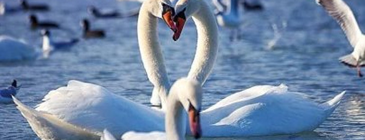 Fler BLOG | Zlatokopky / Labuť.