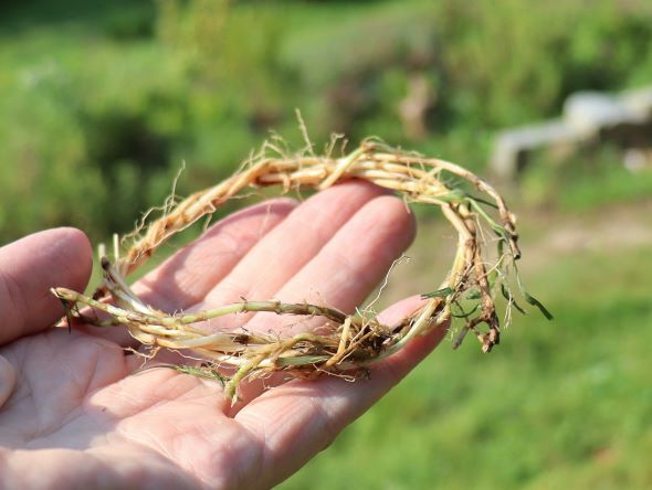 Fler BLOG | Lubicsa / Elytrigia repens = Pýr plazivý