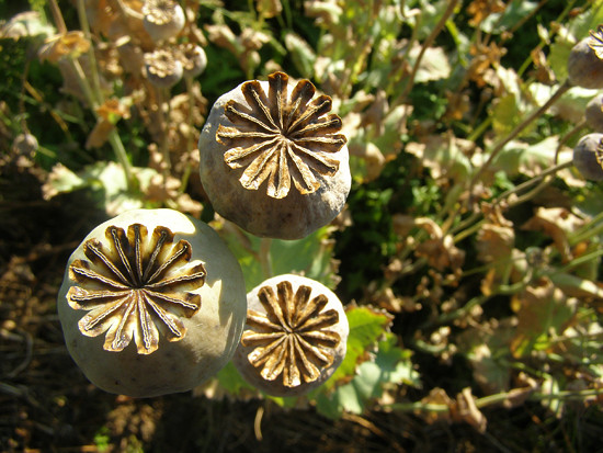 Máte rádi mák? / Fler MAG