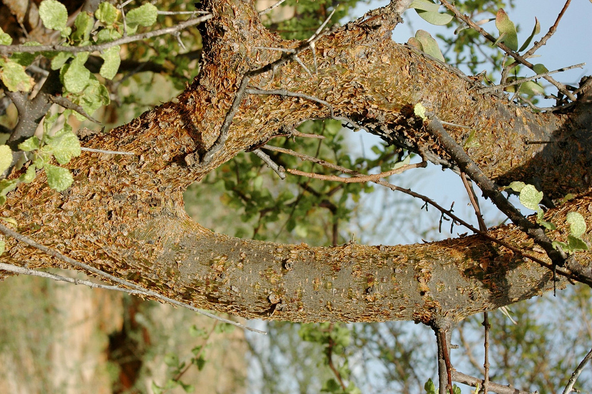 Vůně myrhy / Fler MAG
