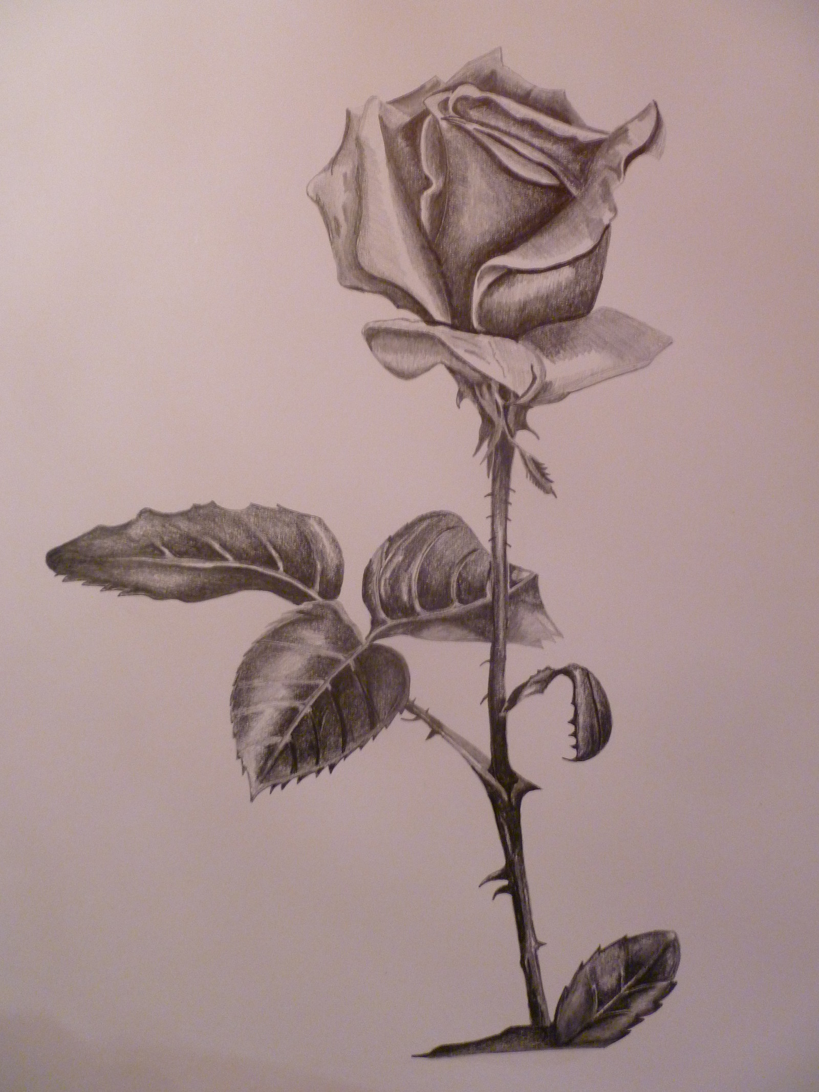 Kresba Růže I / od Sporťák88 | Fler.cz