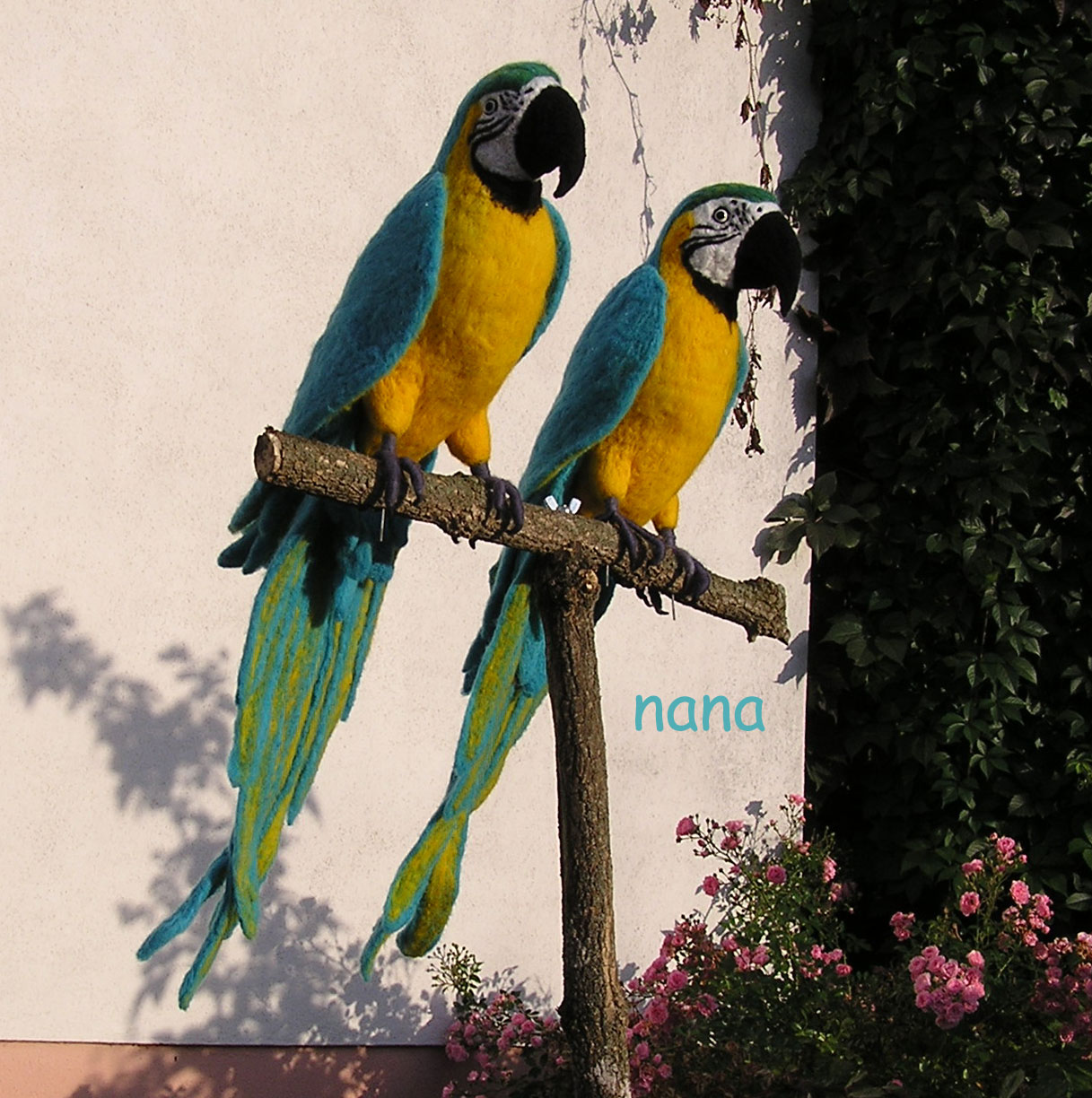 Ara Ararauna 1kus / od nana | Fler.cz