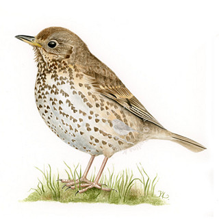 Obraz Drozd obecný / od Pavlína Kourková | Fler.cz