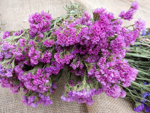 Statice - limonka chobotnatá / od květiny | Fler.cz