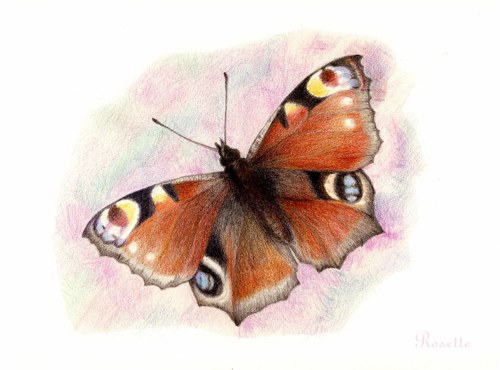 Babočka paví oko - kresba / Prodané zboží prodejce Rosette | Fler.cz