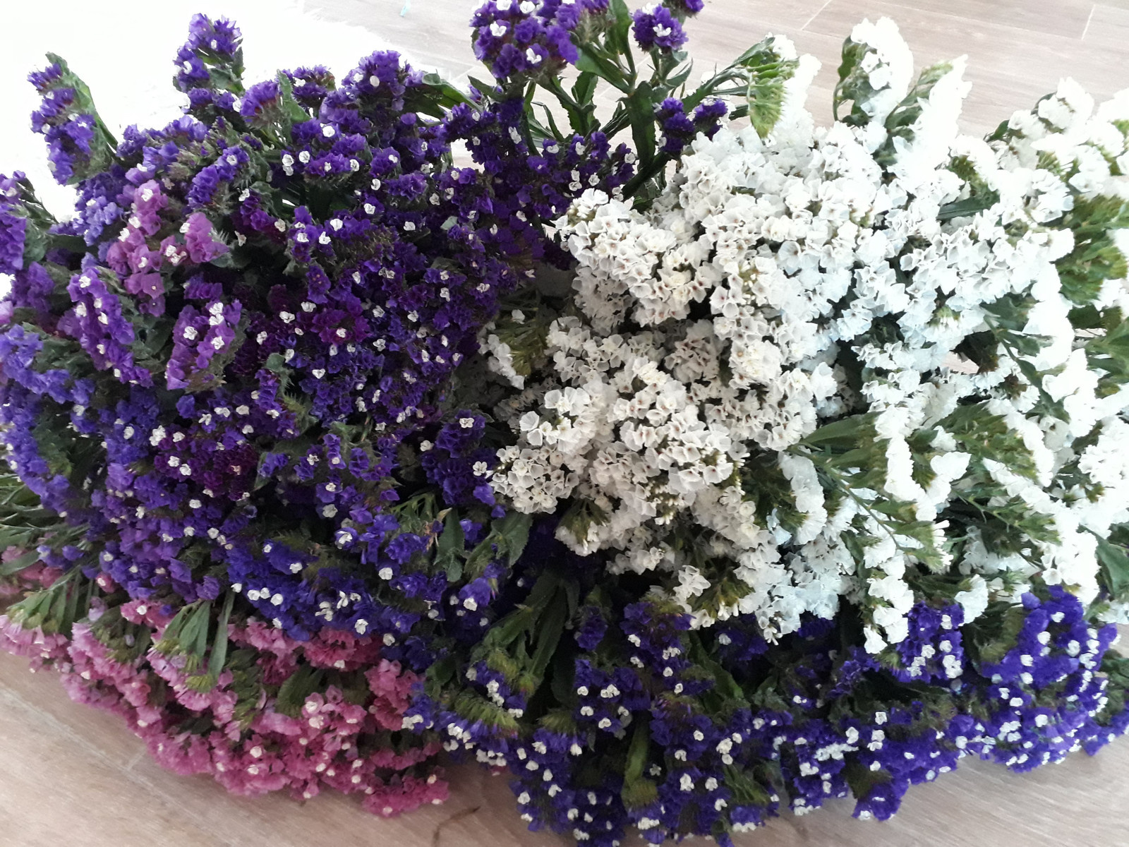 Přírodnina Statice limonka BÍLÁ a BAREVNÁ sušená / od AUTEX | Fler.cz