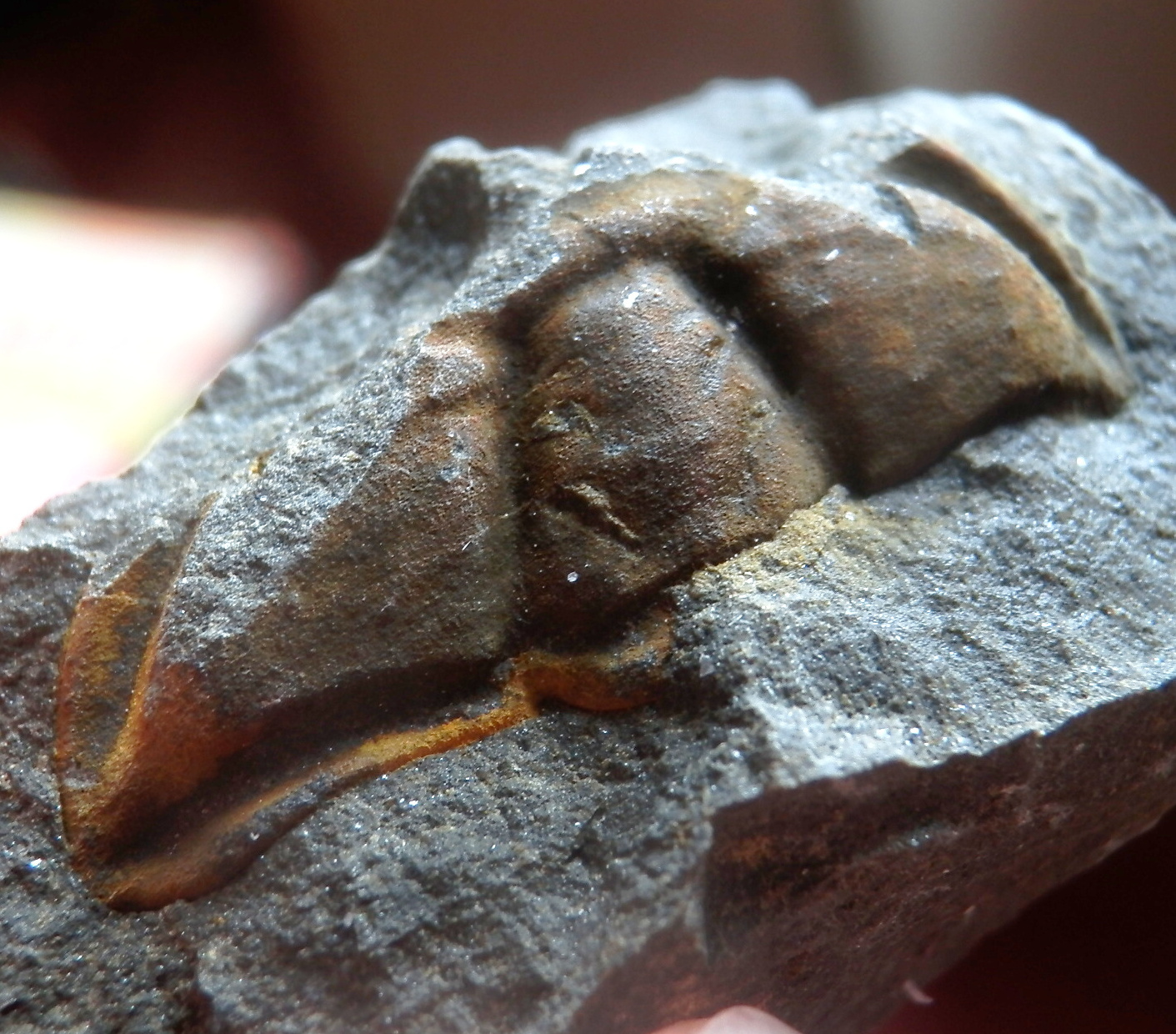 Minerál zkamenělina surové šedý Trilobit - kousek použitelný i do ...