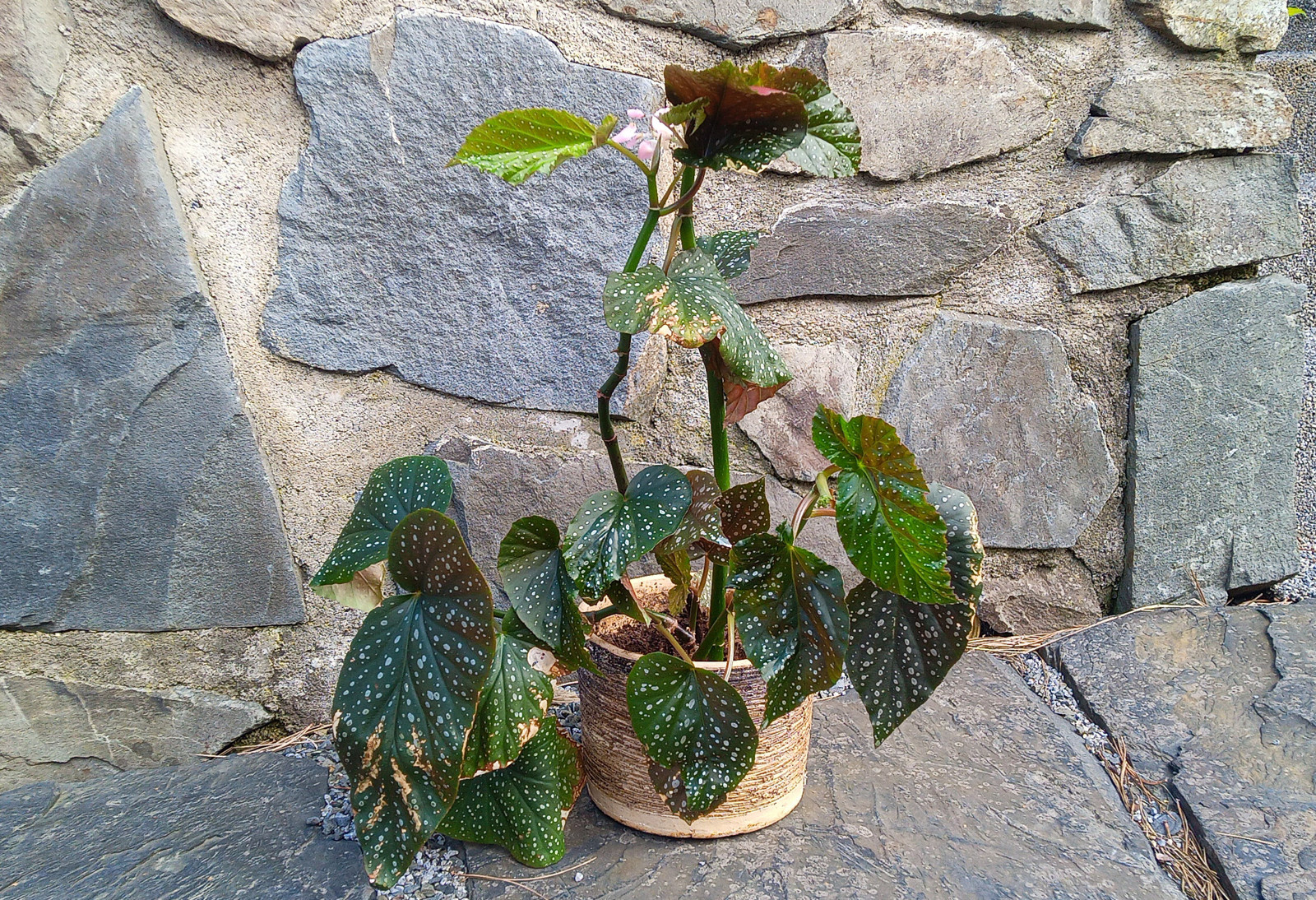 Zelená Begonie Andělské Křídlo pokojová kytka v keramice / od Poklad po ...