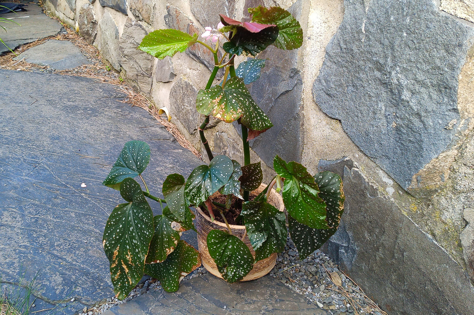 Zelená Begonie Andělské Křídlo pokojová kytka v keramice / od Poklad po ...