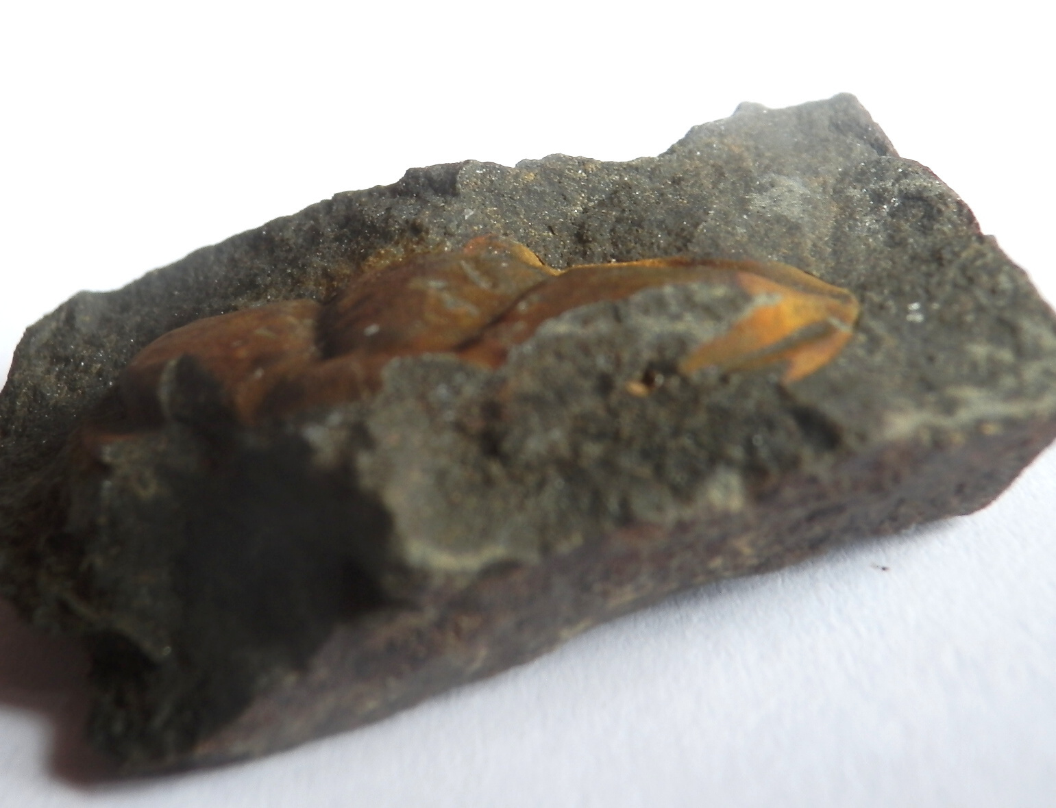 Minerál zkamenělina surové šedý Trilobit - kousek použitelný i do ...