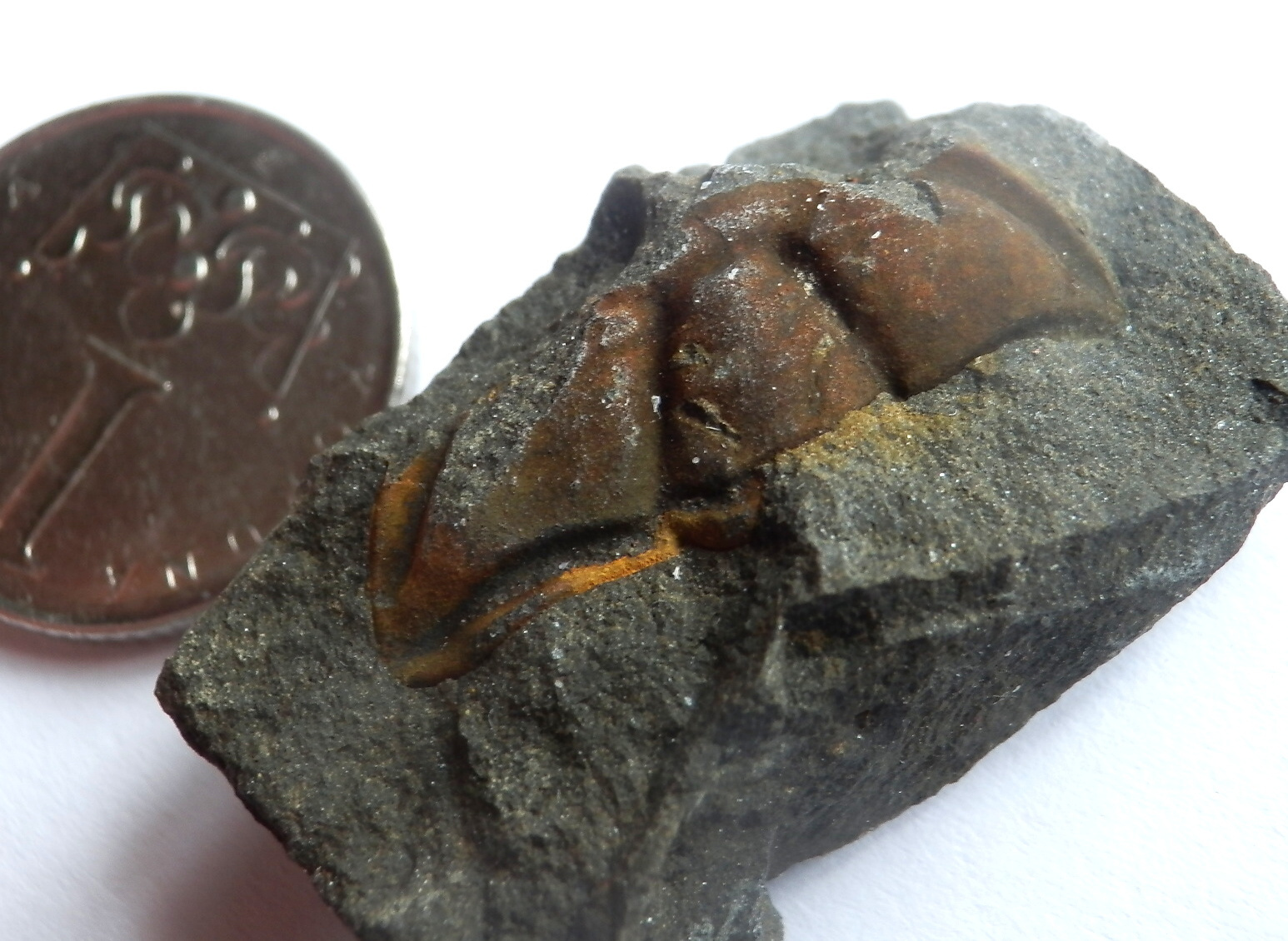 Minerál zkamenělina surové šedý Trilobit - kousek použitelný i do ...