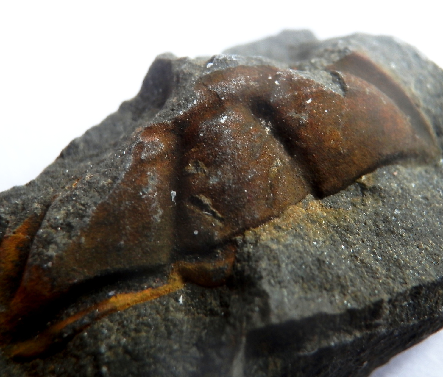 Minerál zkamenělina surové šedý Trilobit - kousek použitelný i do ...