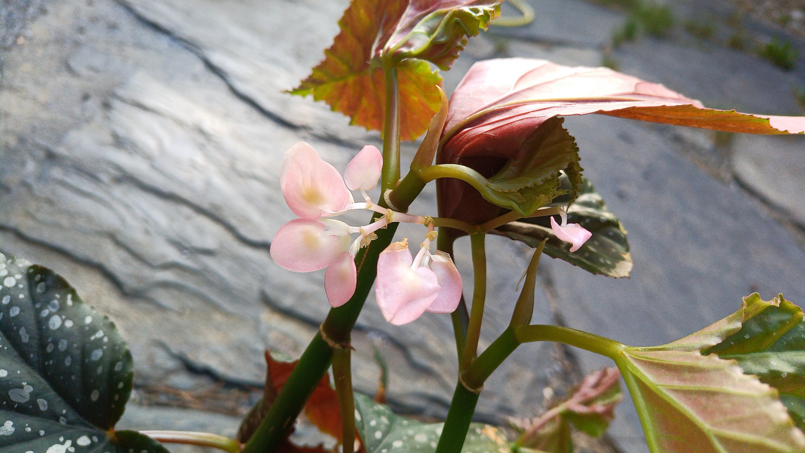 Zelená Begonie Andělské Křídlo pokojová kytka v keramice / od Poklad po ...