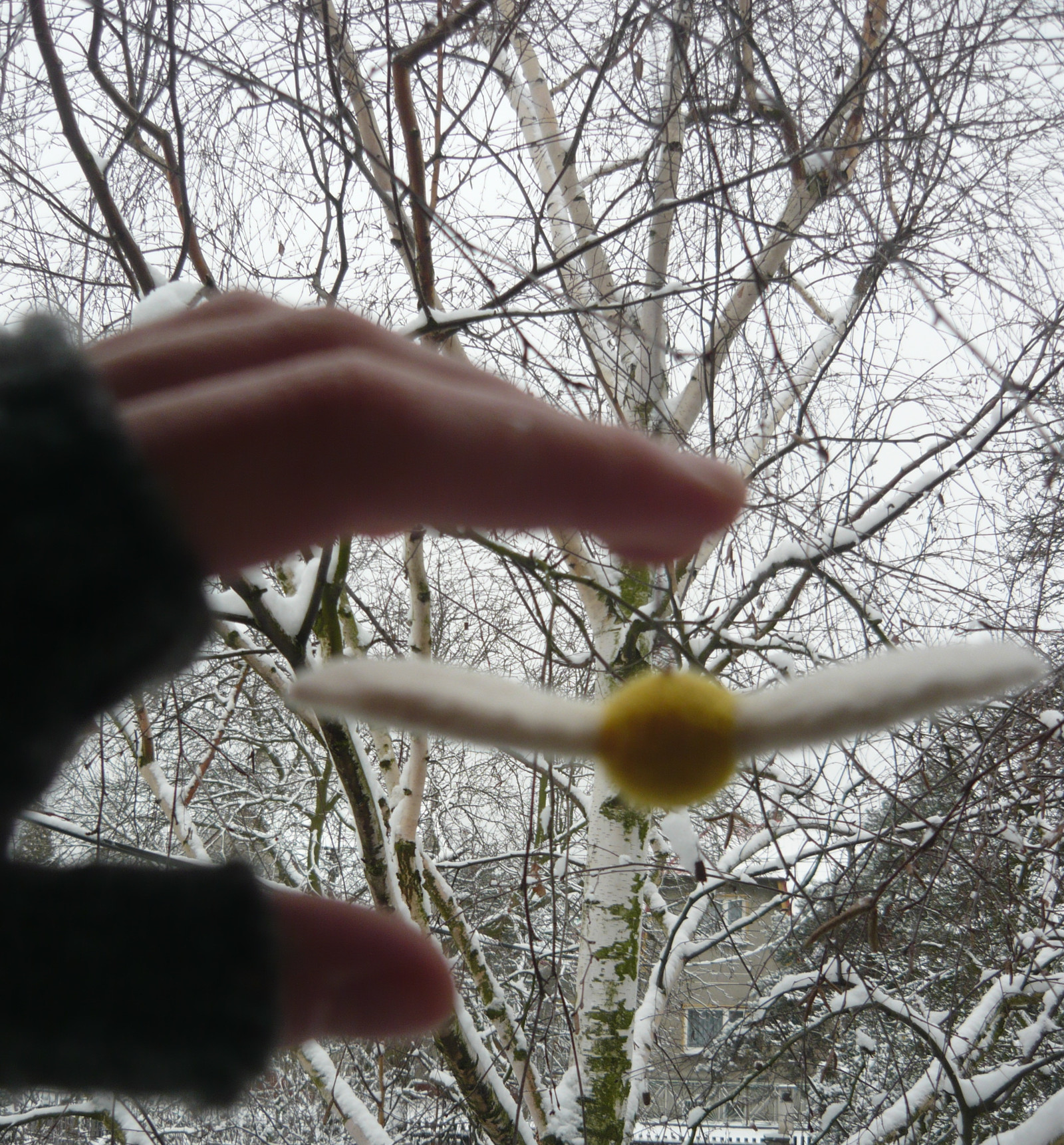 Zlatonka / od barca.wednesday | Fler.cz