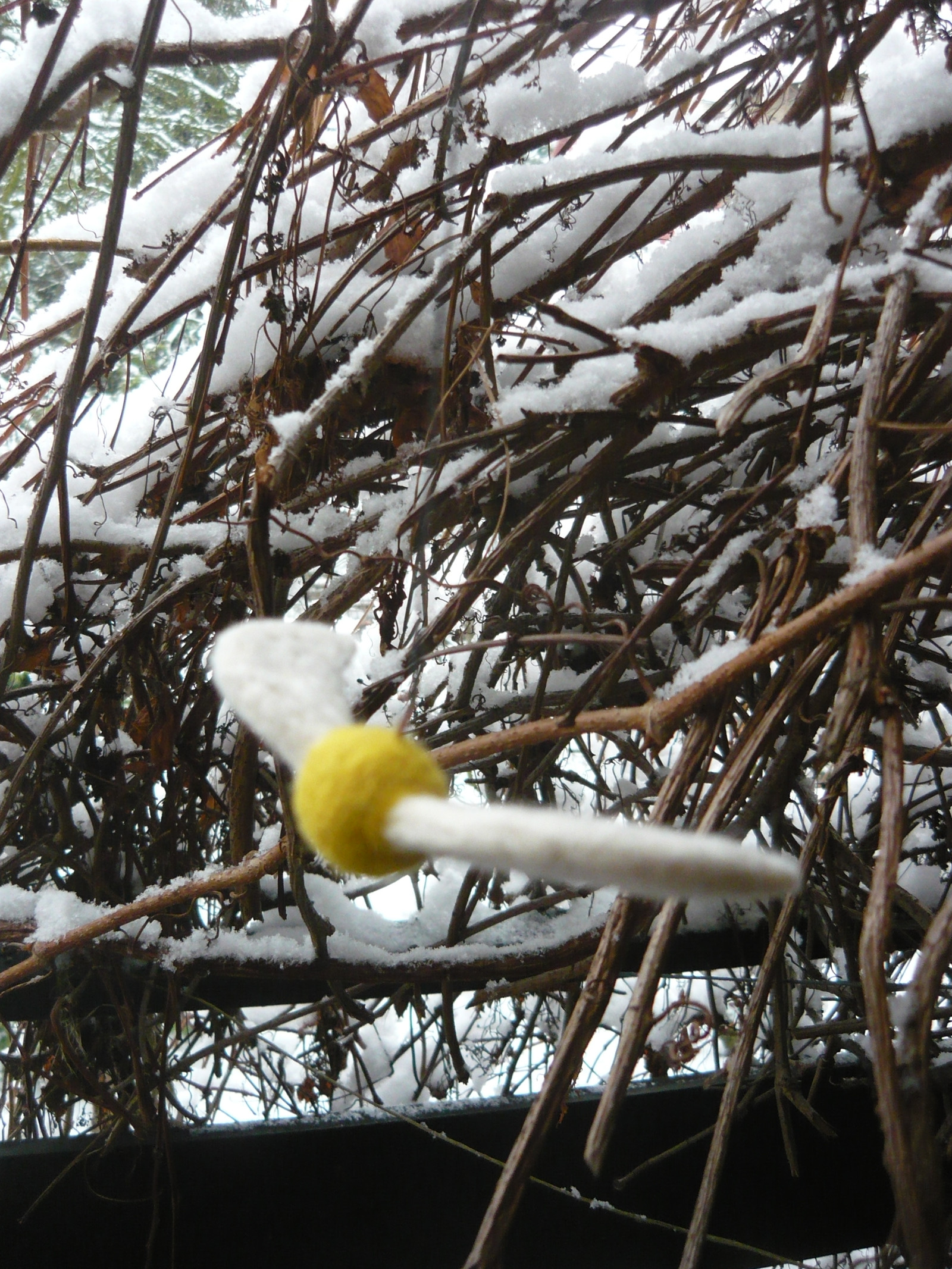 Zlatonka / od barca.wednesday | Fler.cz