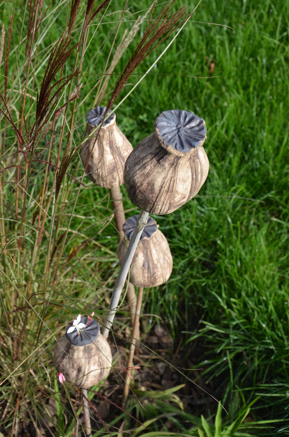 Makovice do zahrádky či truhlíku / od Markéta Bee | Fler.cz