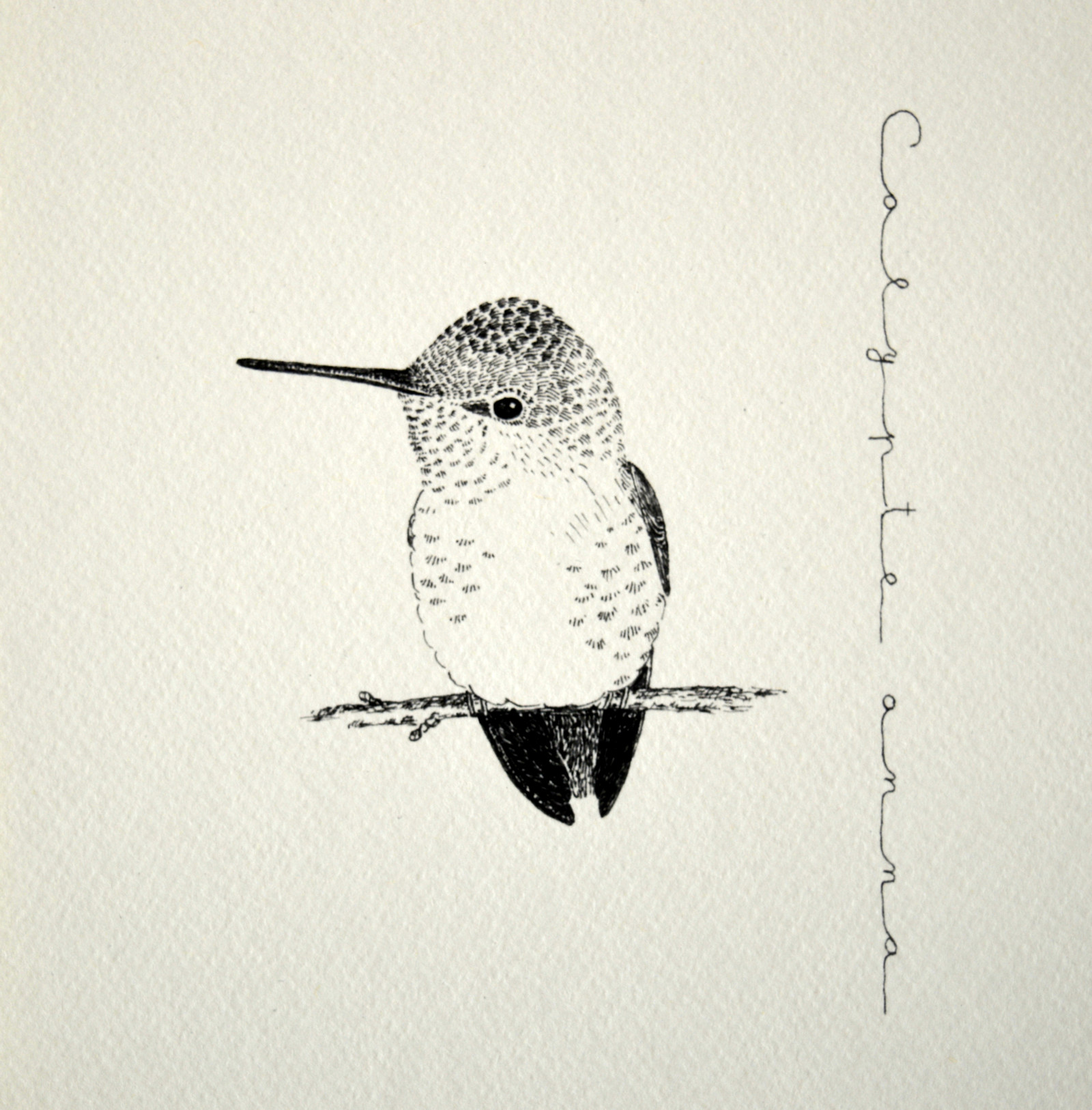 Kresba Kolibřík - Kalypta růžovohlavá A5 / od TELLA | Fler.cz