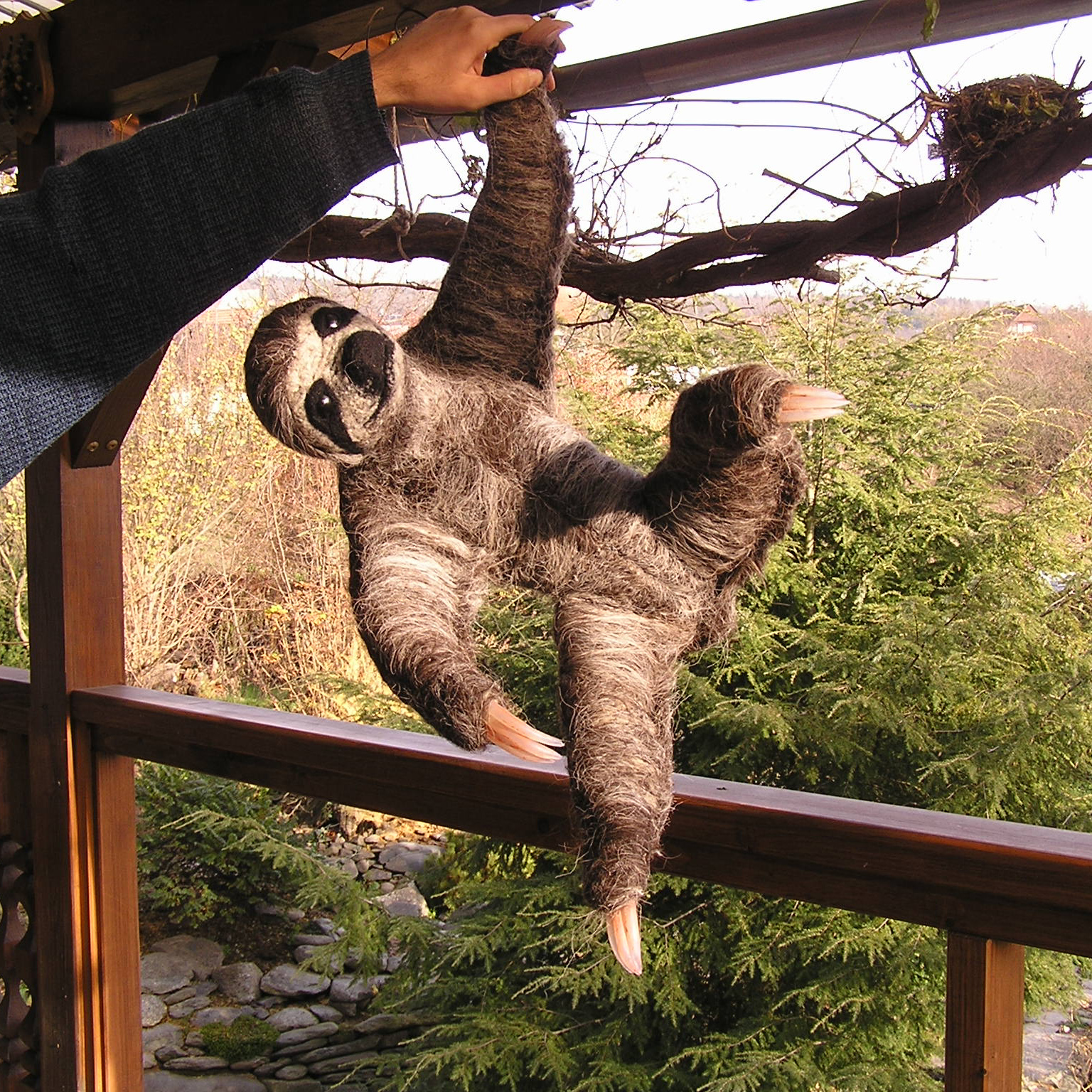 Lenochod tříprstý / od nana | Fler.cz