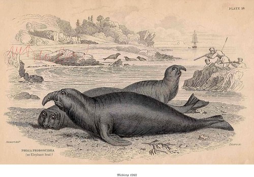 Obraz Mrož, rypouš, lachtan, lvoun / od Vespula | Fler.cz