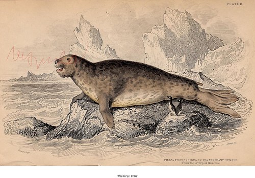 Obraz Mrož, rypouš, lachtan, lvoun / od Vespula | Fler.cz