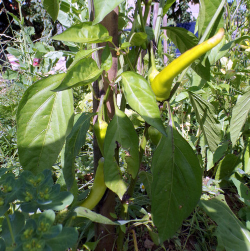 Zelenina Pekelně pálivé kozí rohy, 360 gramů / od asmera | Fler.cz